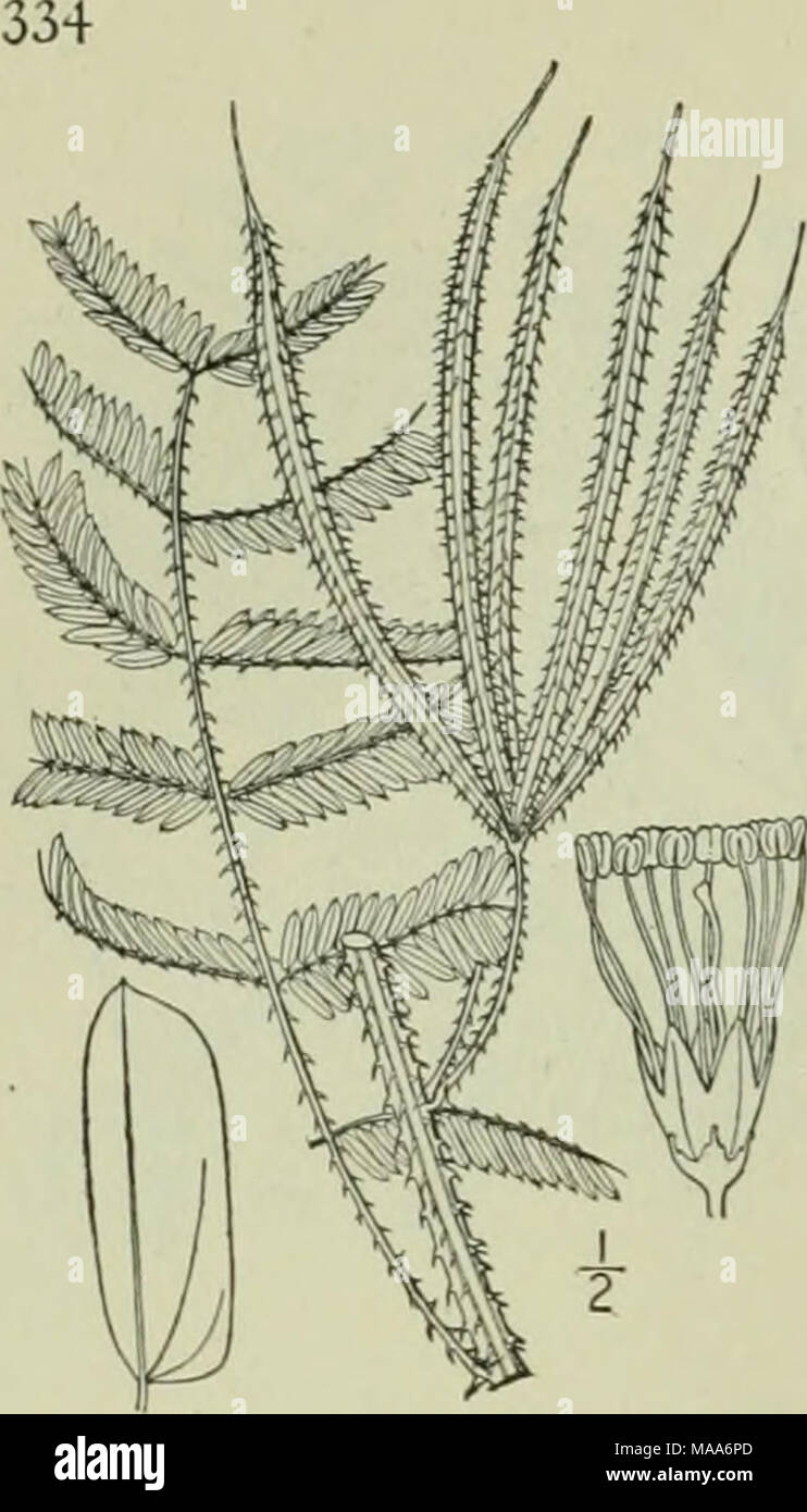Schrankia microphylla hi-res stock photography and images - Alamy