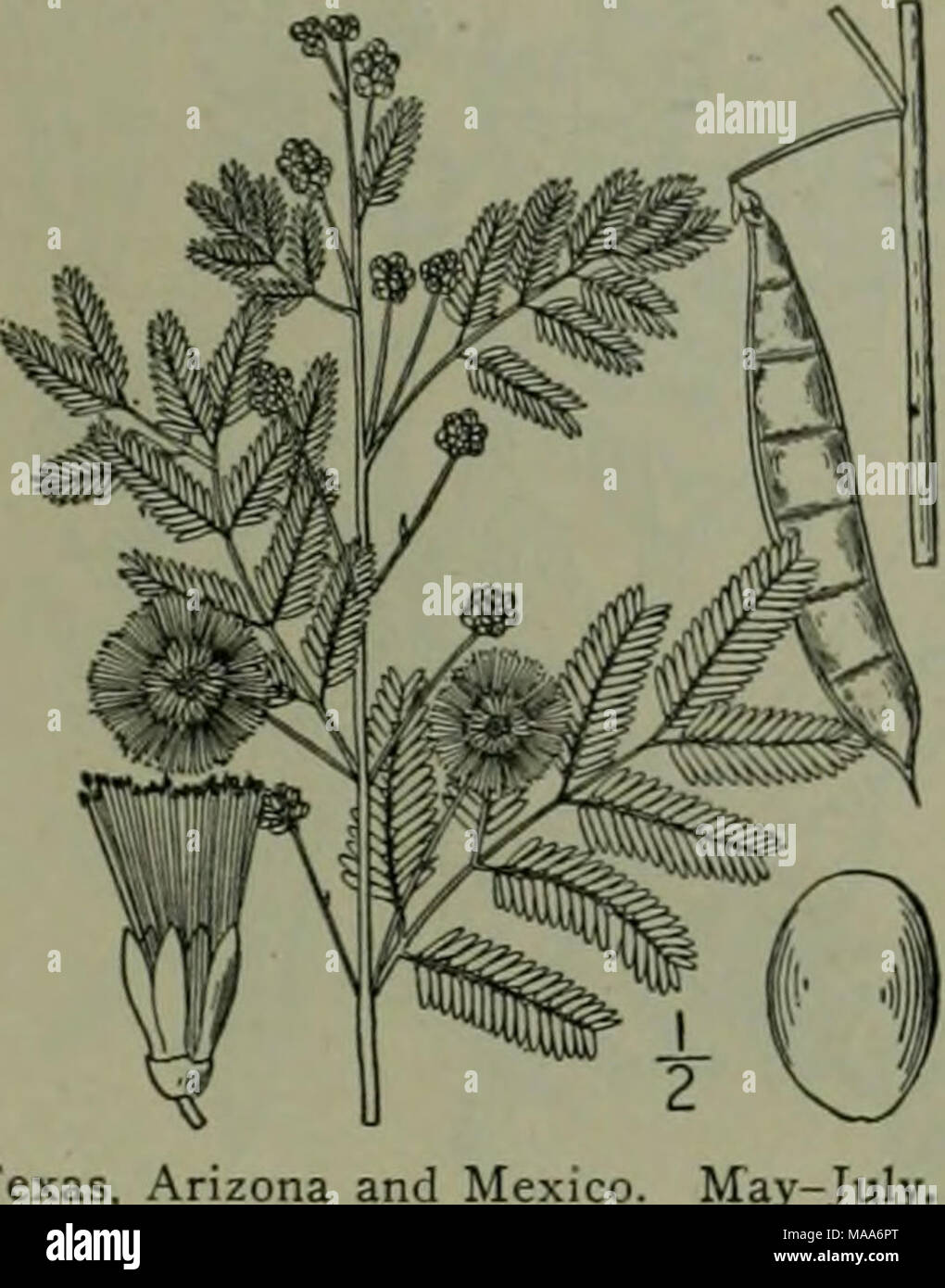 . An illustrated flora of the northern United States, Canada and the ...