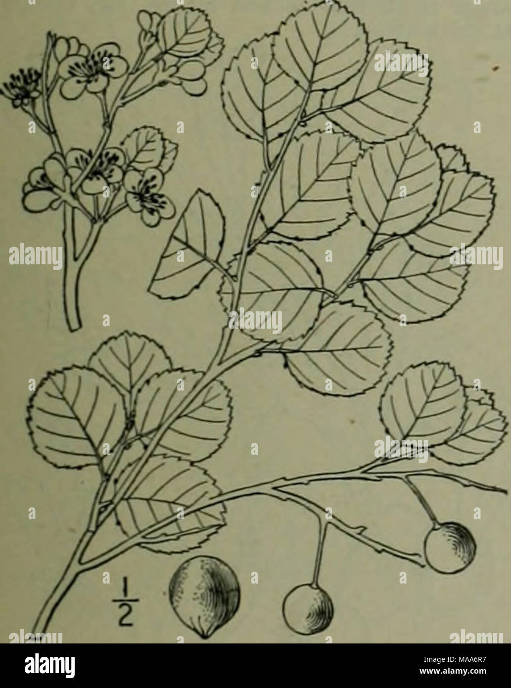 Graves’ beach plum hi-res stock photography and images - Alamy