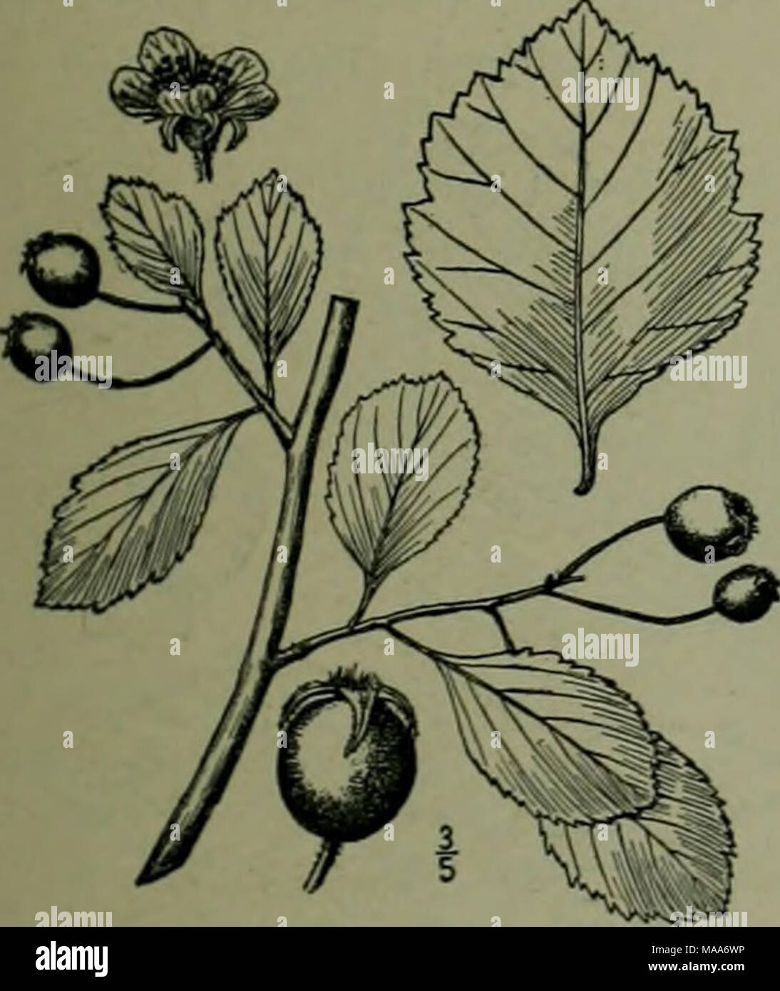 Obovate oblanceolate leaves hi-res stock photography and images - Alamy