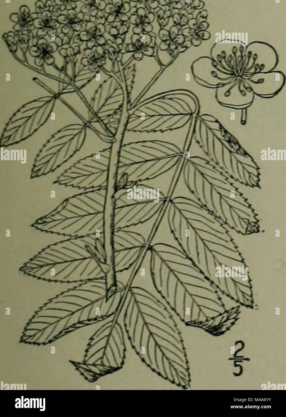 Ovate lanceolate leaf hi-res stock photography and images - Alamy