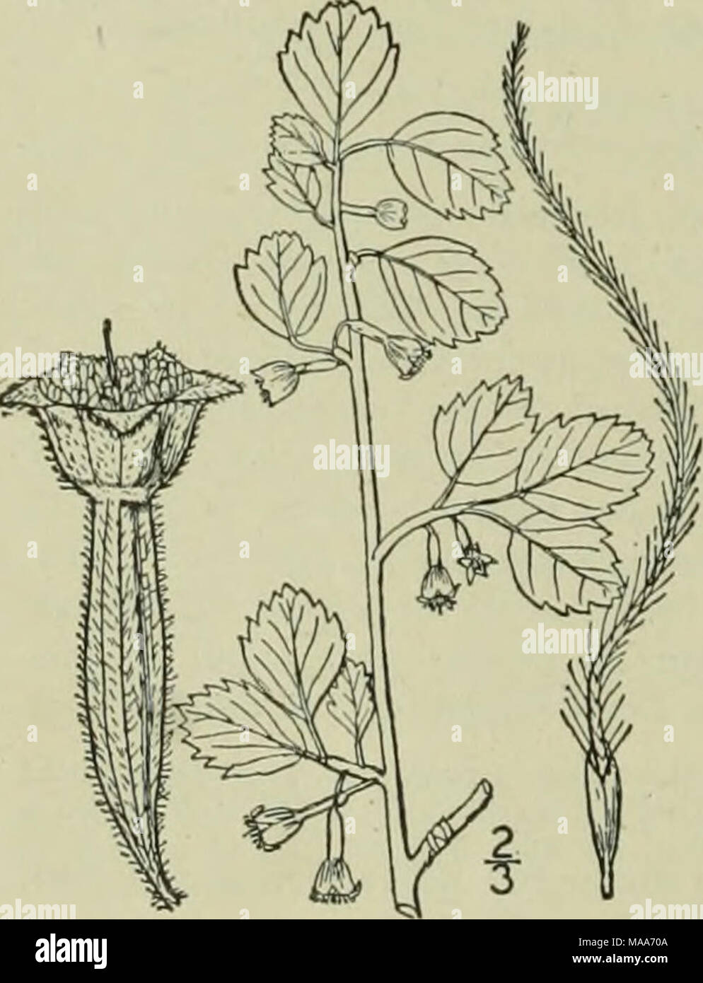 . An illustrated flora of the northern United States, Canada and the ...