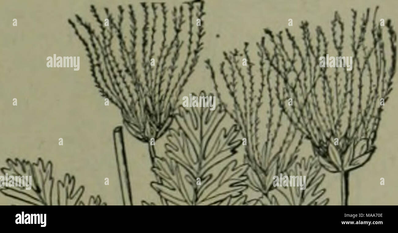 9 lobed leaves hi-res stock photography and images - Alamy