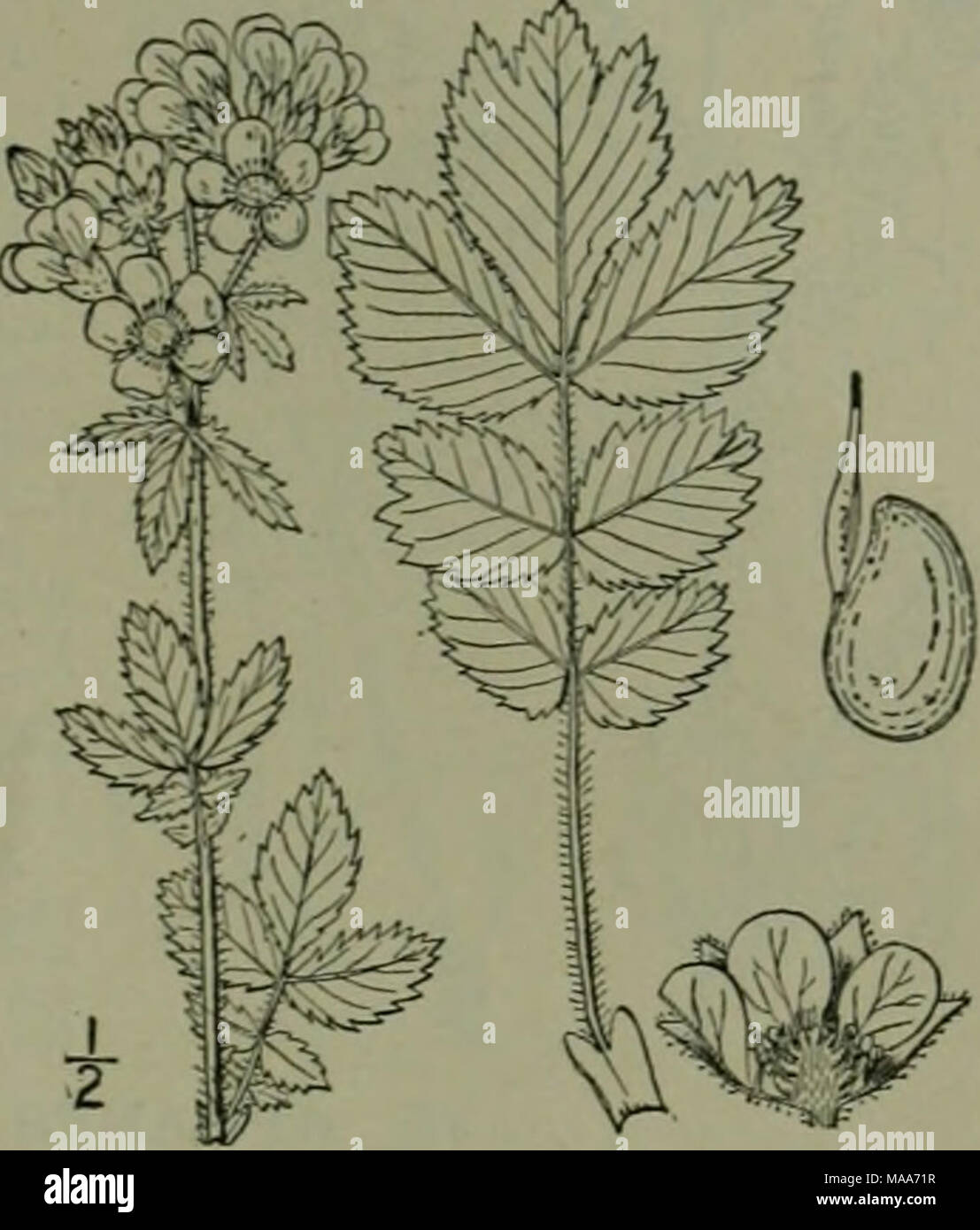 Ternately divided basal leaves hi-res stock photography and images - Alamy