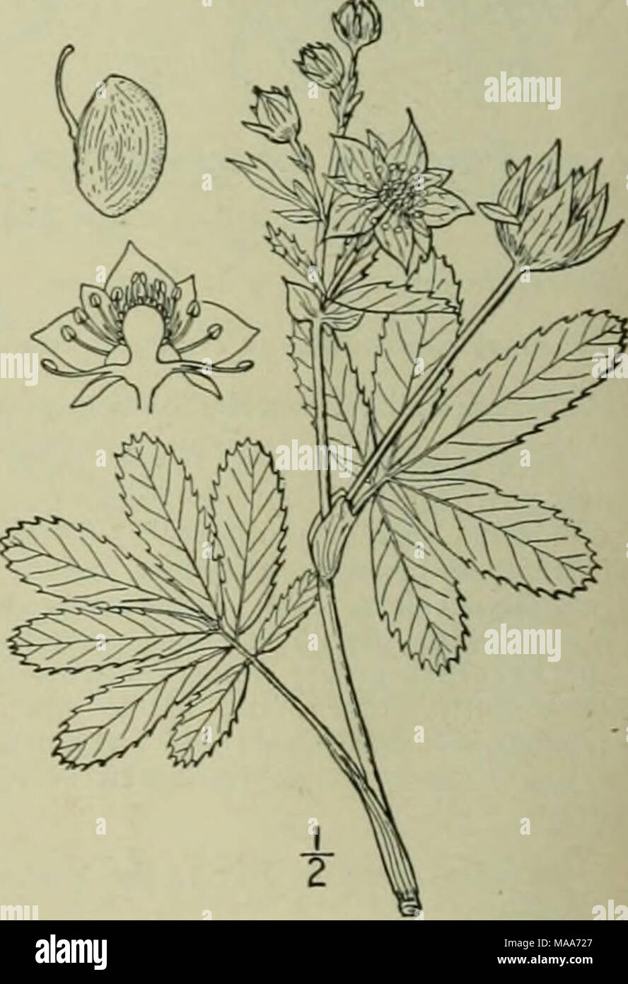 . An illustrated flora of the northern United States, Canada and the ...