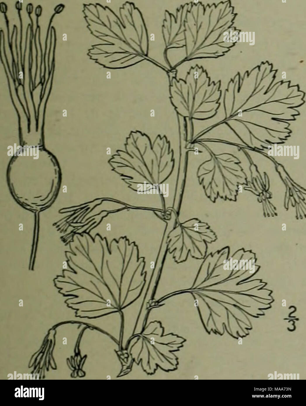 Suborbicular Leaves High Resolution Stock Photography and Images - Alamy