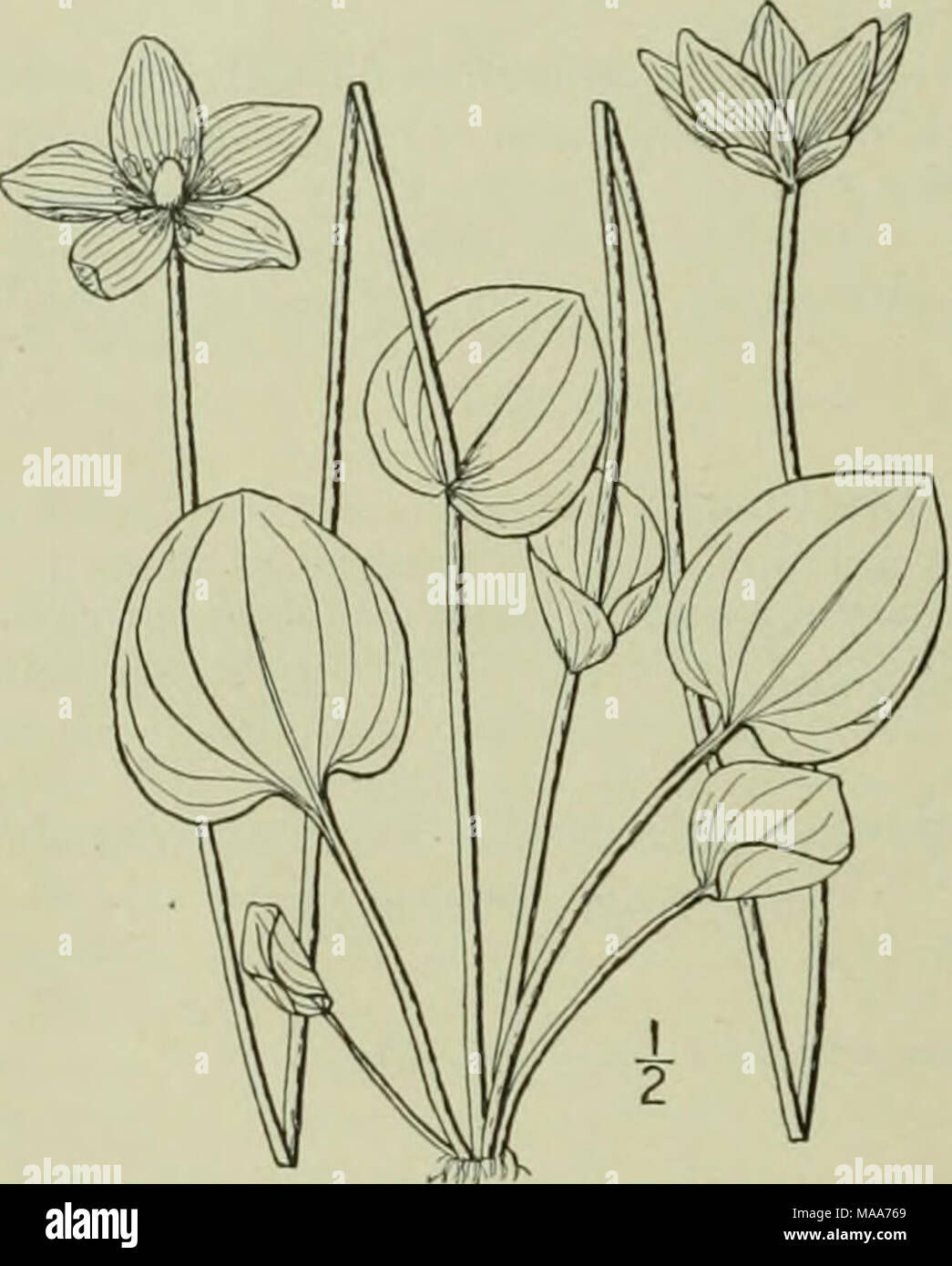 Decurrent leaf base hi-res stock photography and images - Alamy