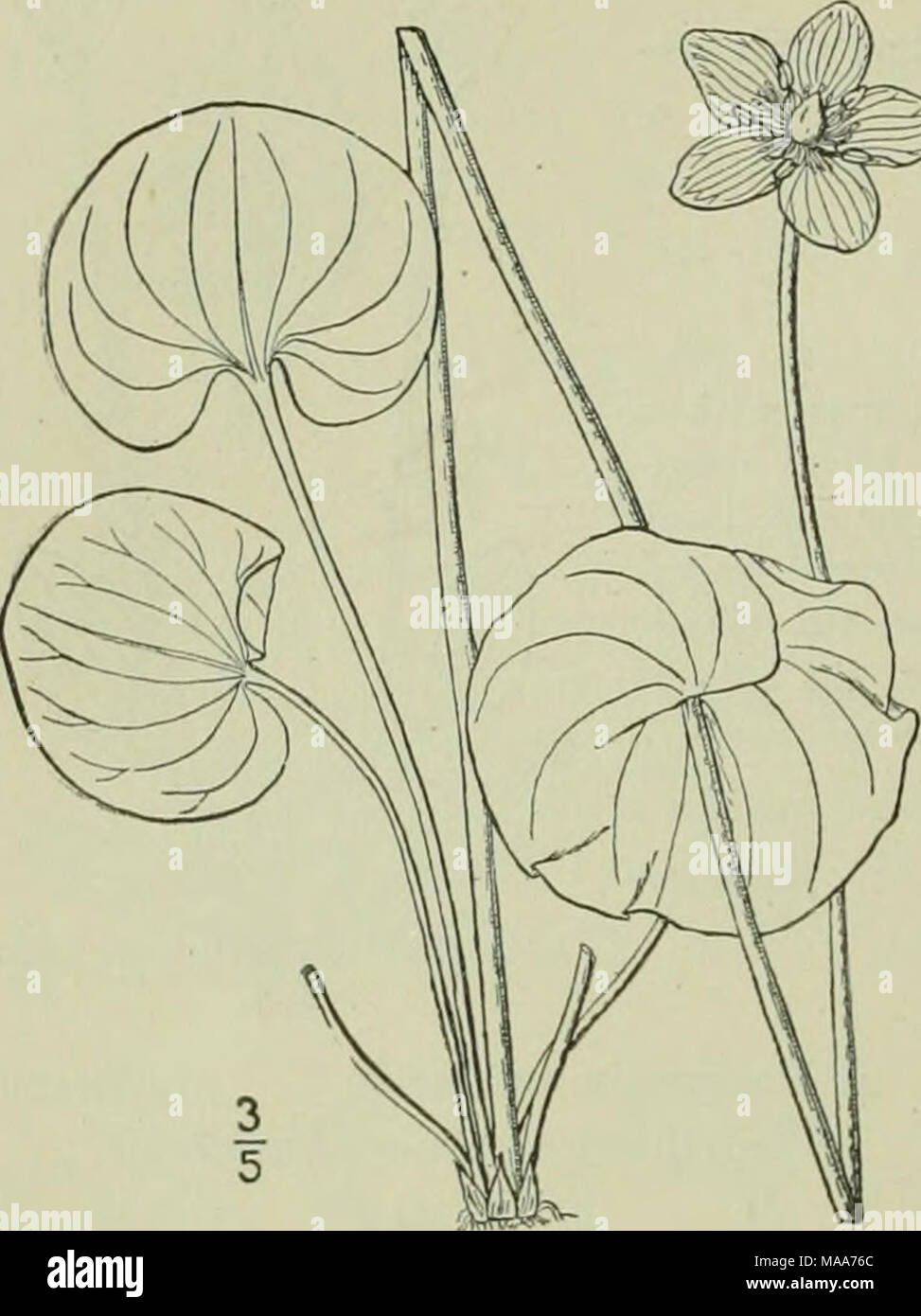 Rounded leaf base hi-res stock photography and images - Alamy