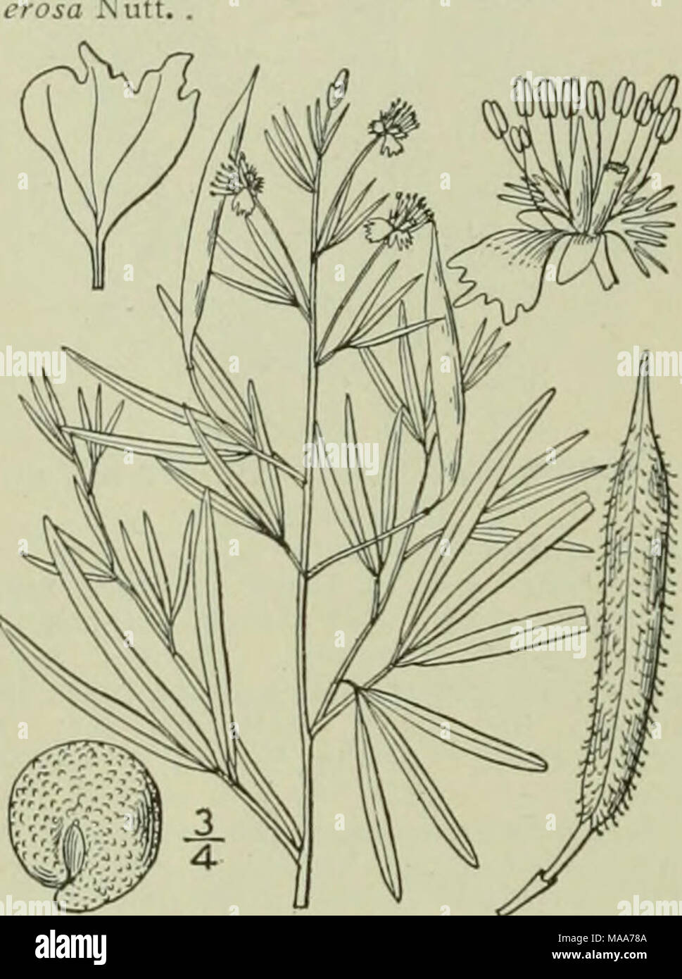 . An illustrated flora of the northern United States, Canada and the ...