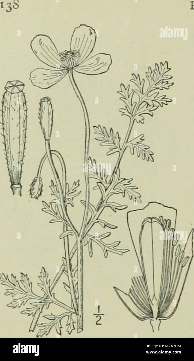 Pinnately divided leaves hi-res stock photography and images - Alamy