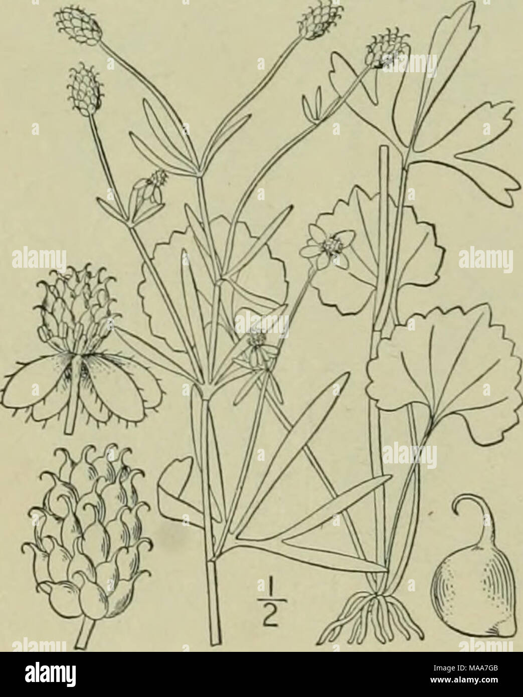 Reniform leaves hi-res stock photography and images - Alamy