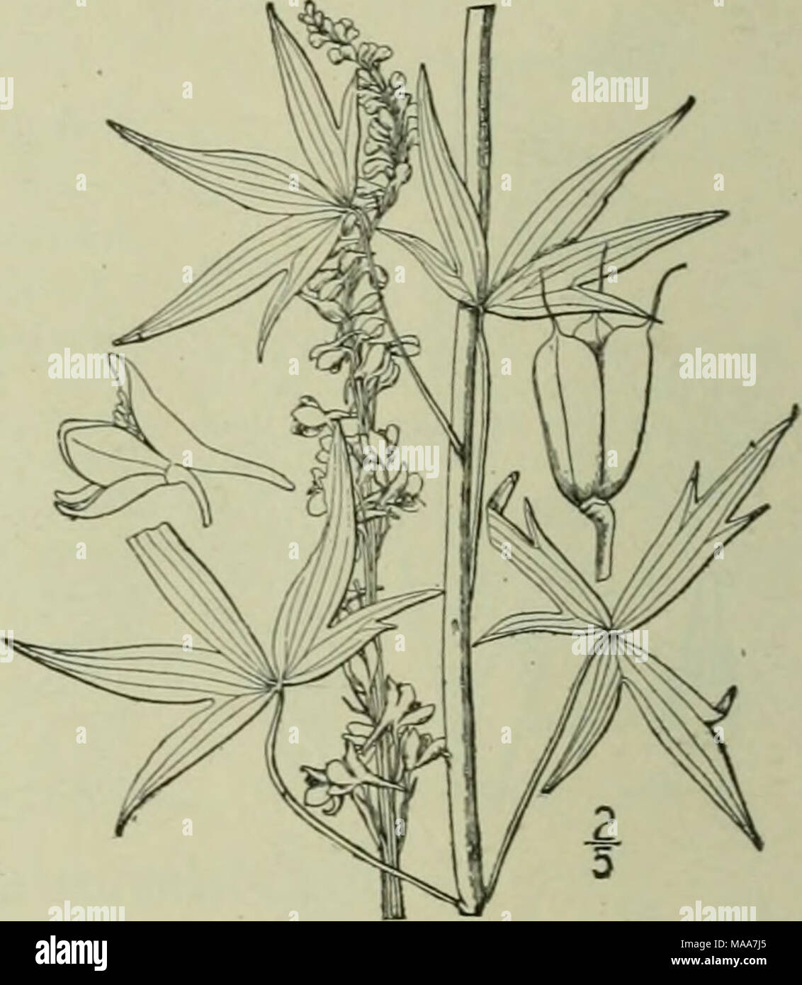 Basal roots hi-res stock photography and images - Alamy