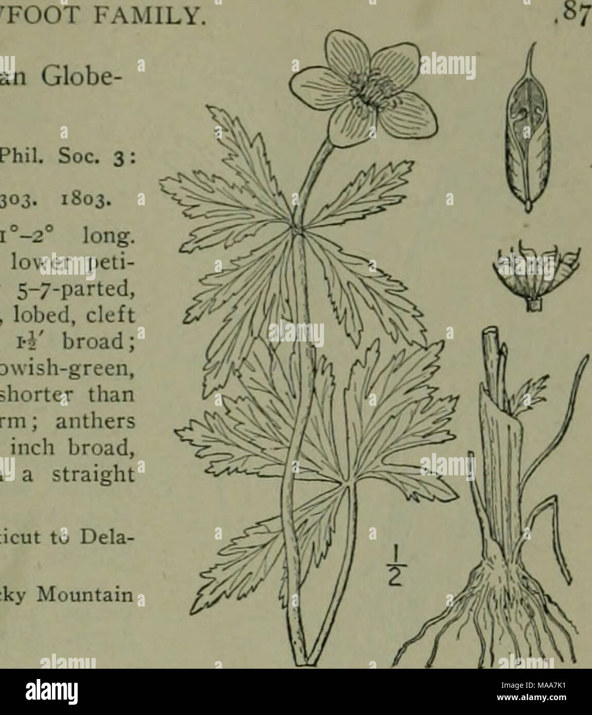 Cleft foot hi-res stock photography and images - Alamy