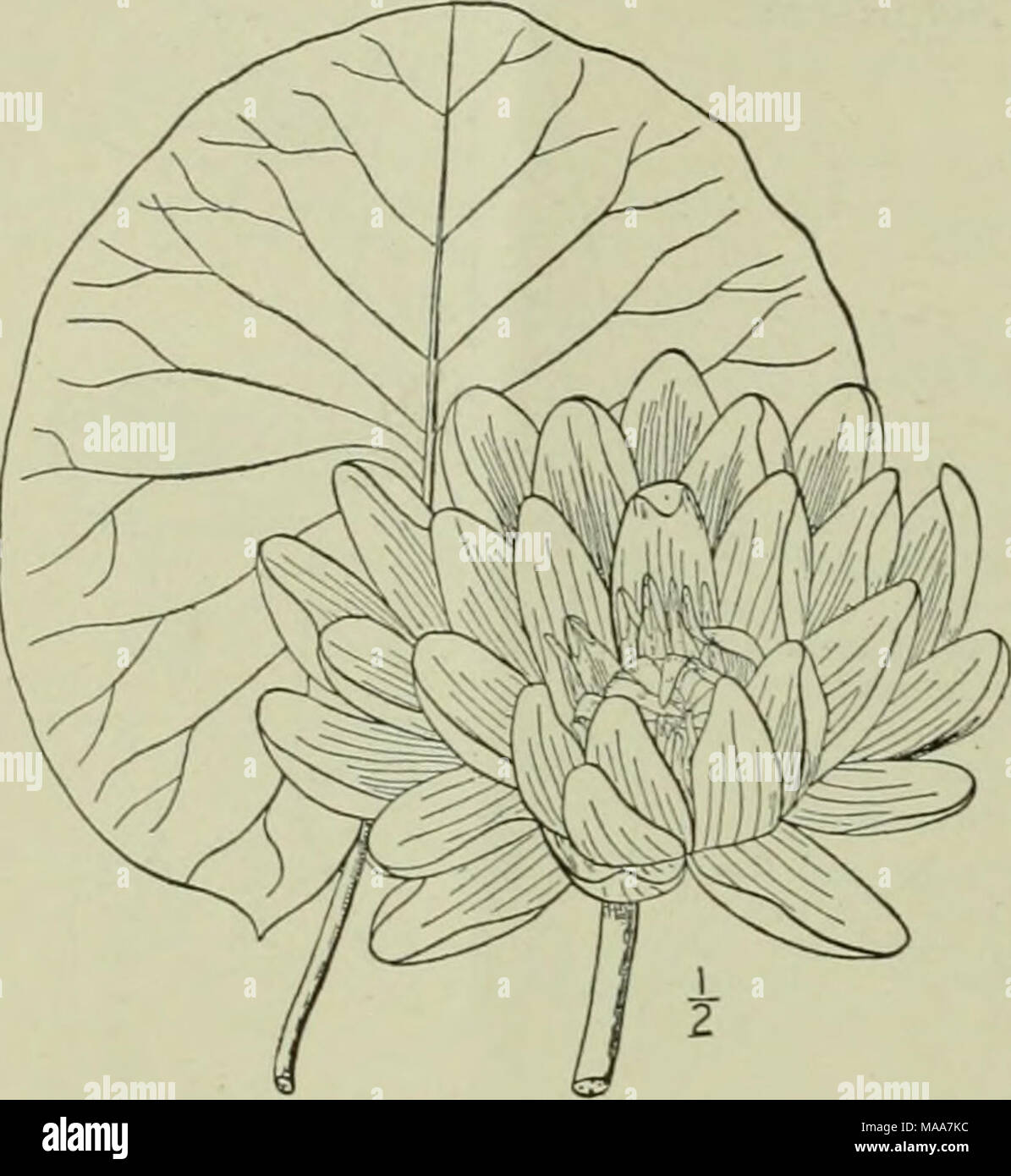 Nymphaea virginia hi-res stock photography and images - Alamy