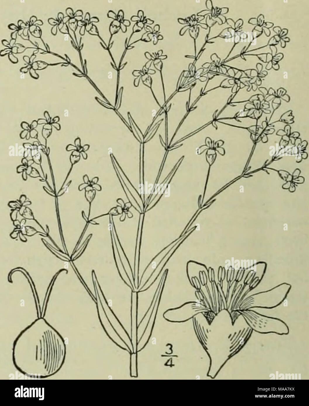 Emarginate petals hi-res stock photography and images - Alamy