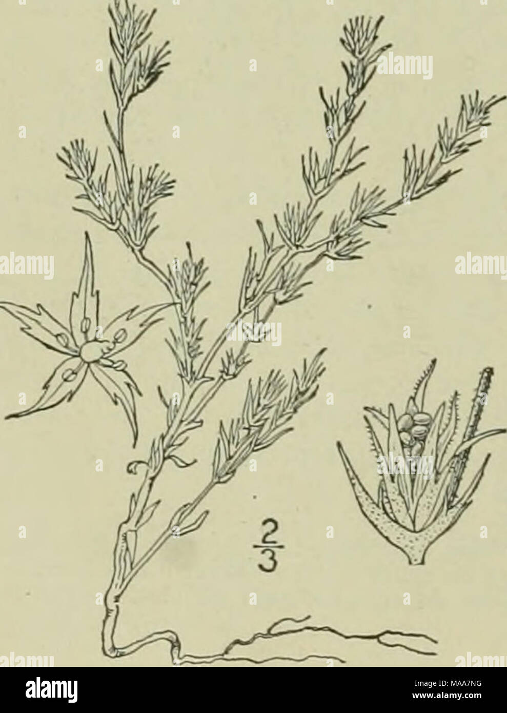 Puberulent hi-res stock photography and images - Alamy