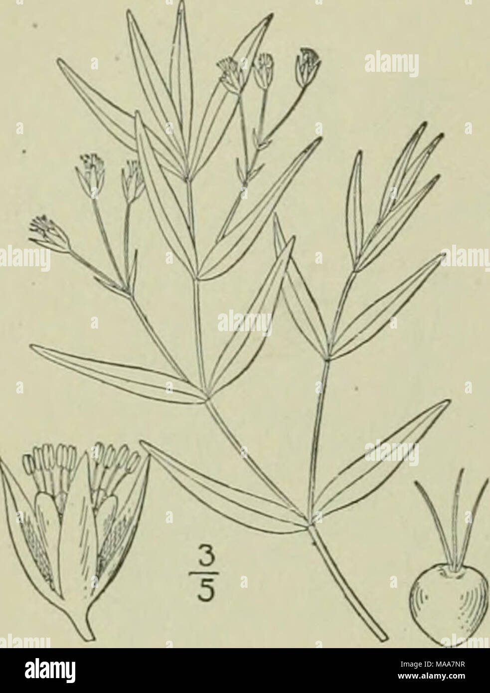 Puberulent hi-res stock photography and images - Alamy