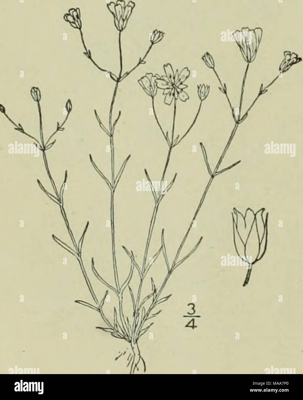 Leaves fascicled hi-res stock photography and images - Alamy