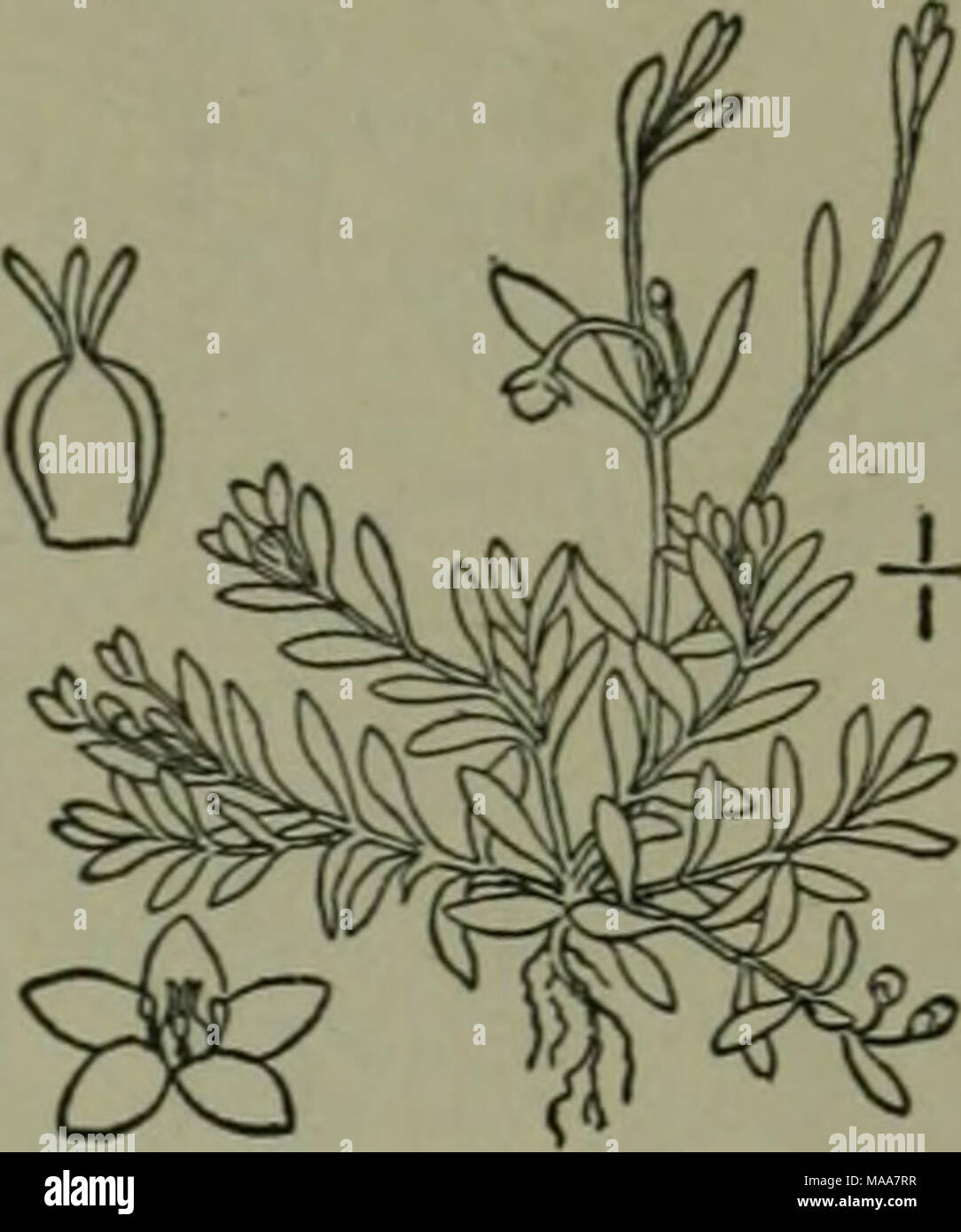 Connate stamens hi-res stock photography and images - Alamy