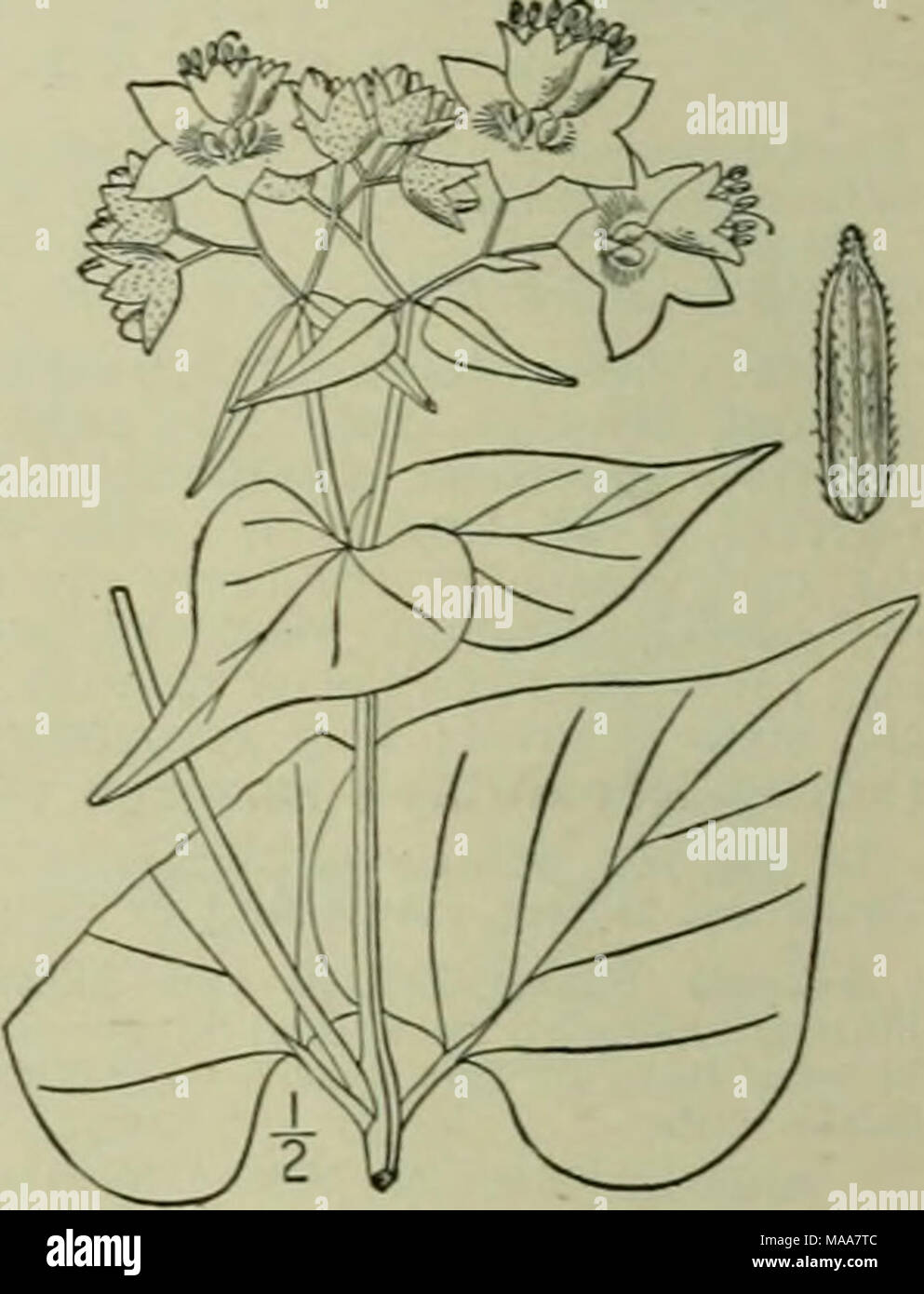 Puberulent hi-res stock photography and images - Alamy