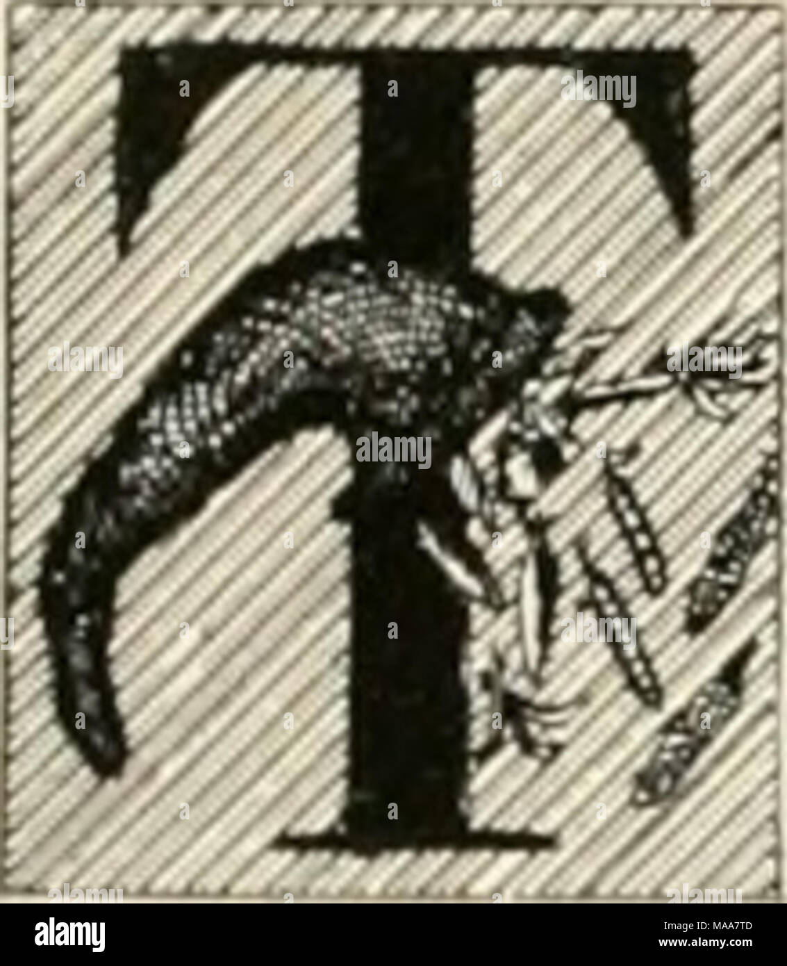 Hobbles hi-res stock photography and images - Alamy