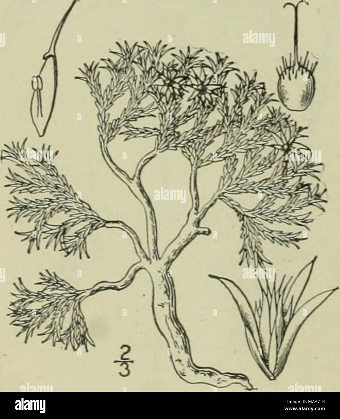 . An illustrated flora of the northern United States, Canada and the ...
