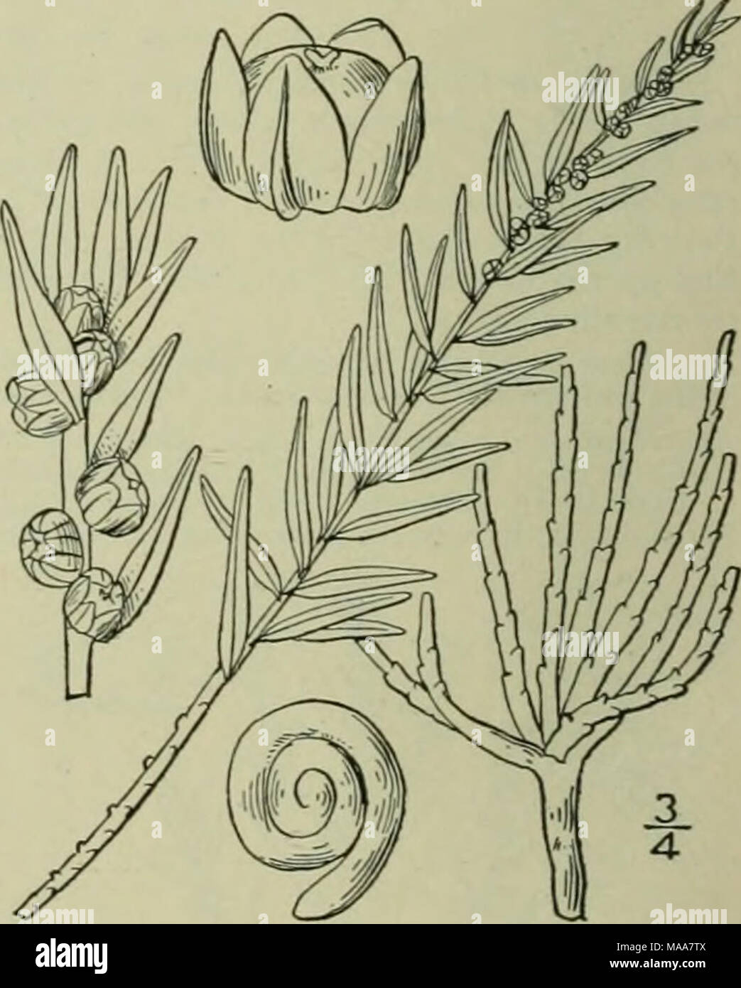 Membranous leaves hi-res stock photography and images - Alamy