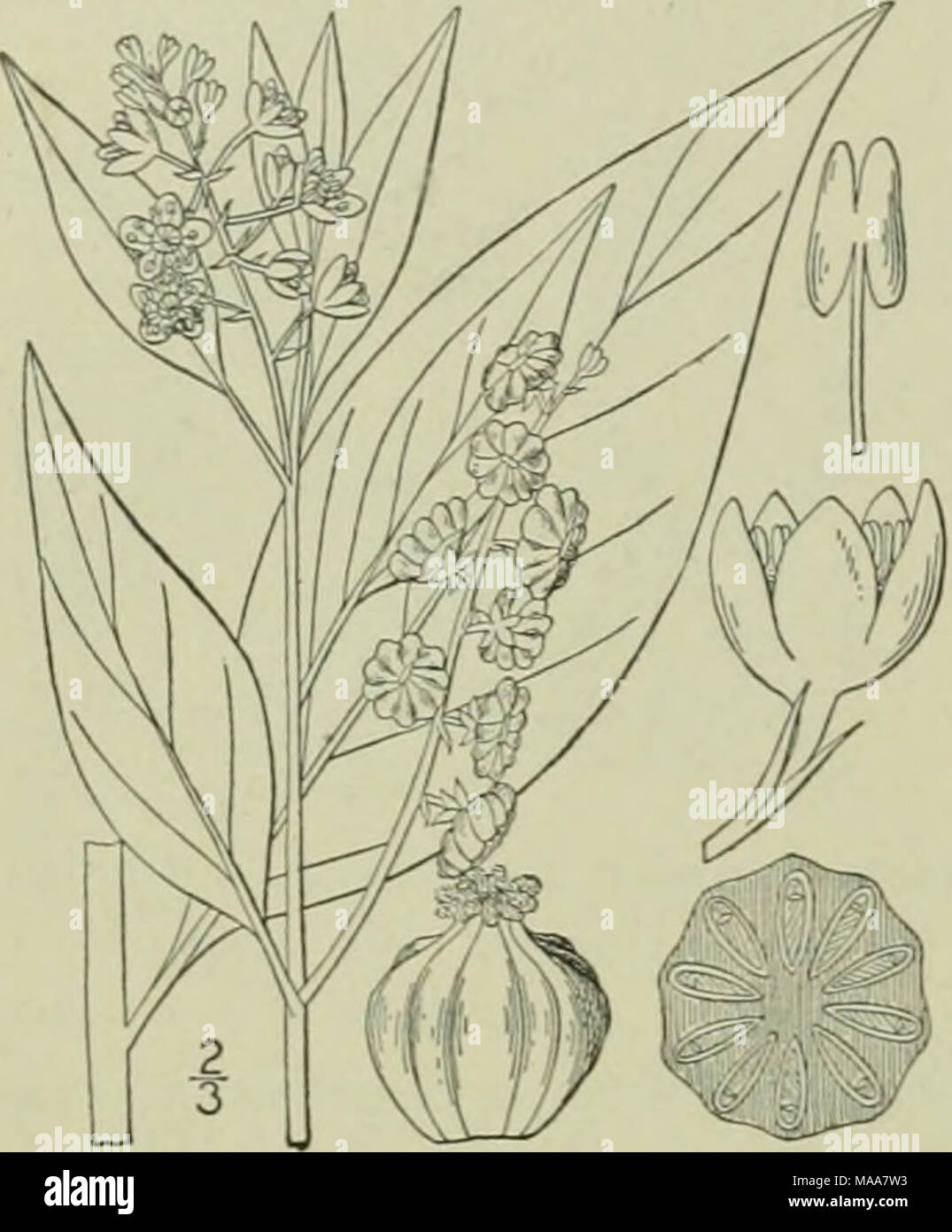 Scarious hi-res stock photography and images - Alamy