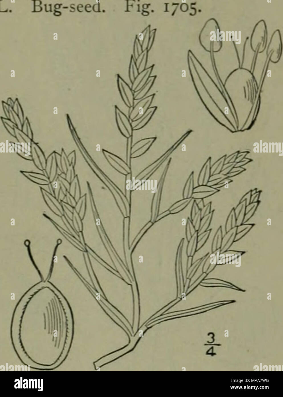 Terete leaves hi-res stock photography and images - Alamy