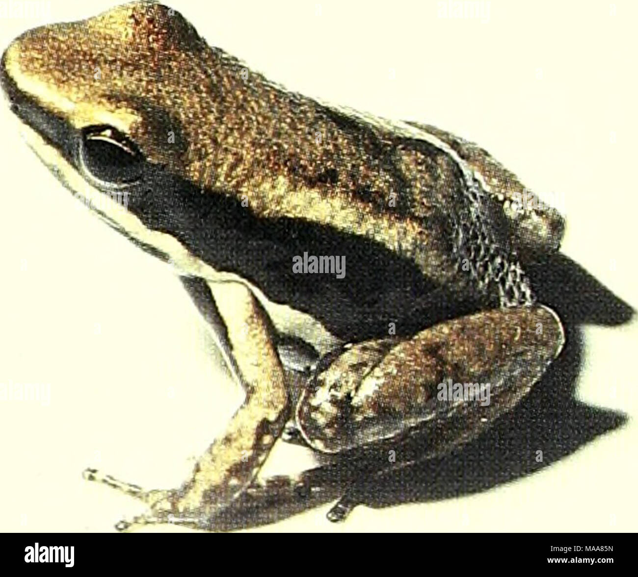 . Ecuadorian frogs of the genus Colostethus (Anura:Dendrobatidae) . E ...