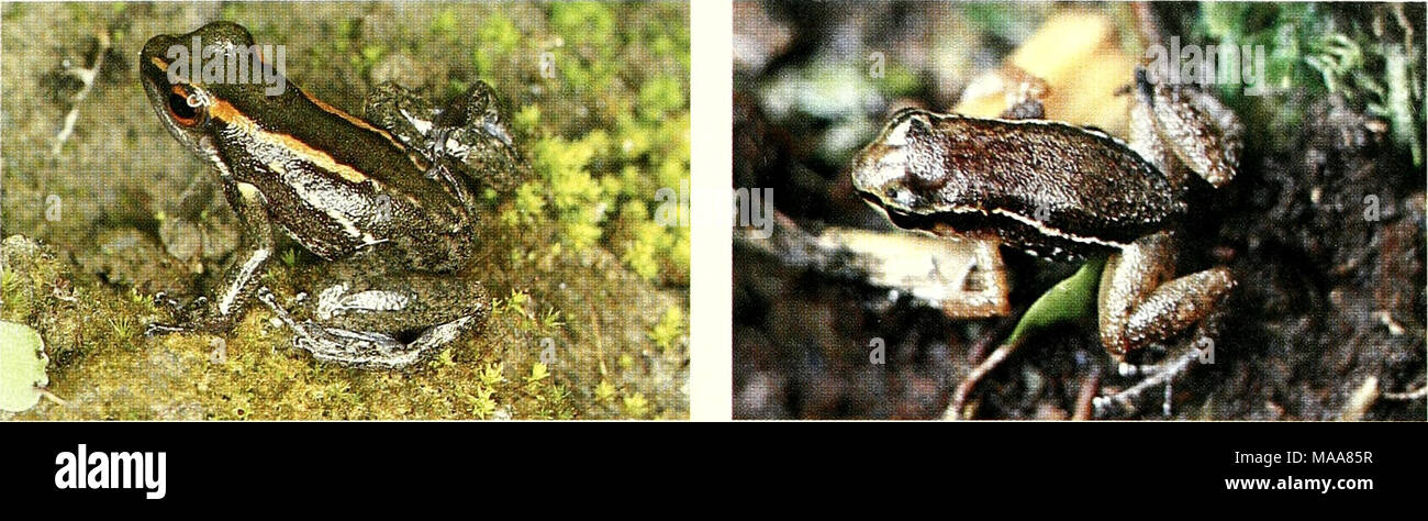 . Ecuadorian frogs of the genus Colostethus (Anura:Dendrobatidae) . A ...
