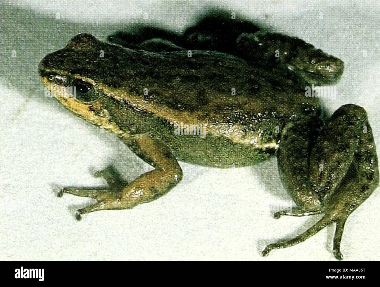 . Ecuadorian frogs of the genus Colostethus (Anura:Dendrobatidae Stock ...