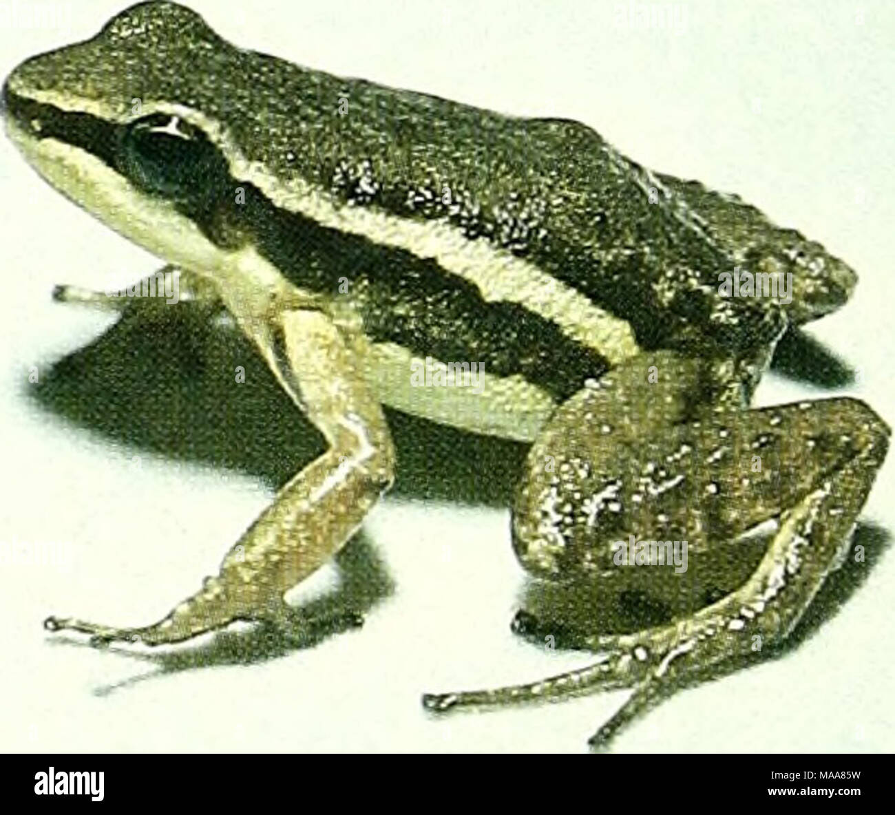 Anura ku hi-res stock photography and images - Alamy