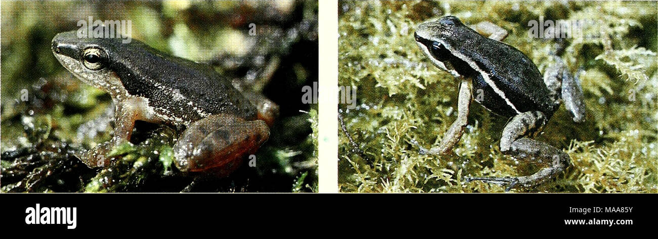 Dendrobatidae genus hi-res stock photography and images - Alamy