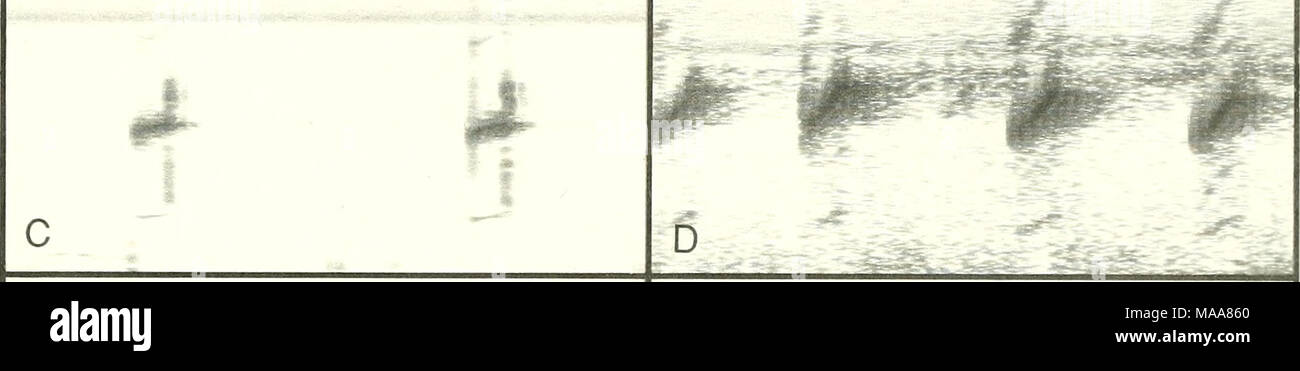 . Ecuadorian frogs of the genus Colostethus (Anura:Dendrobatidae Stock ...