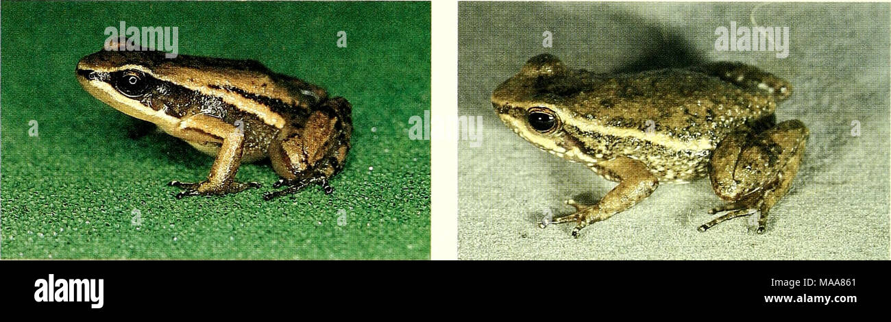 Dendrobatidae genus hi-res stock photography and images - Alamy