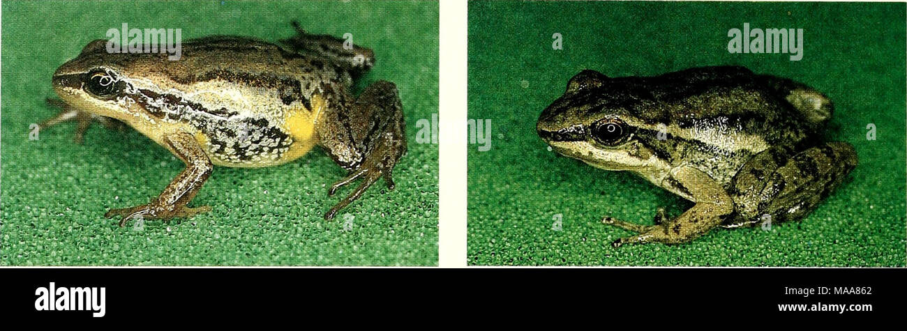 Vertebralis hi-res stock photography and images - Alamy