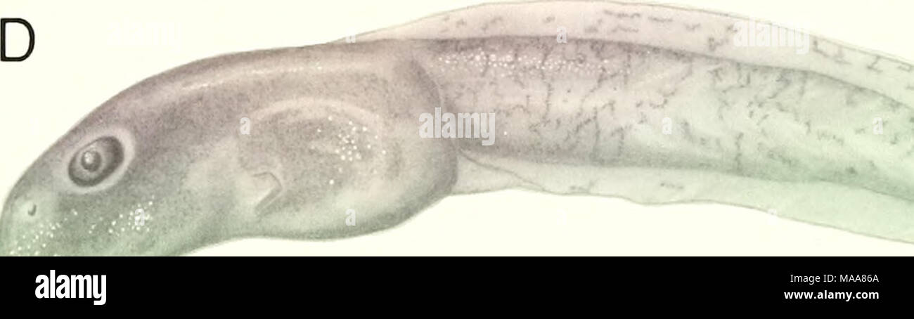 . Ecuadorian frogs of the genus Colostethus (Anura:Dendrobatidae Stock ...