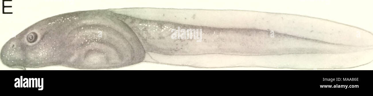 . Ecuadorian frogs of the genus Colostethus (Anura:Dendrobatidae Stock ...