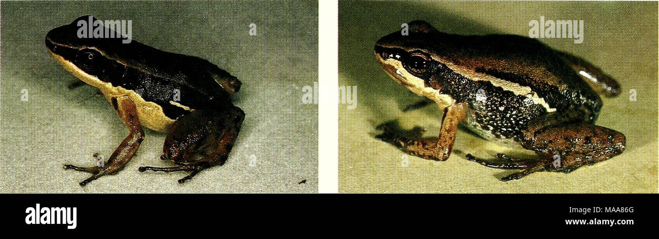 Dendrobatidae genus hi-res stock photography and images - Alamy