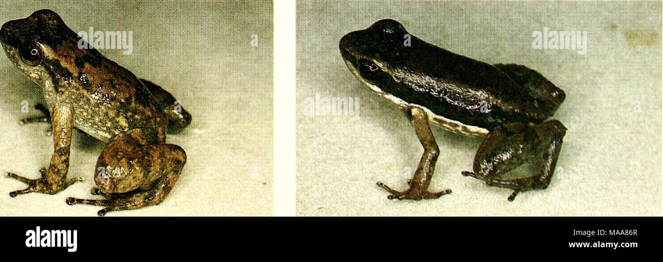 Dendrobatidae genus hi-res stock photography and images - Alamy