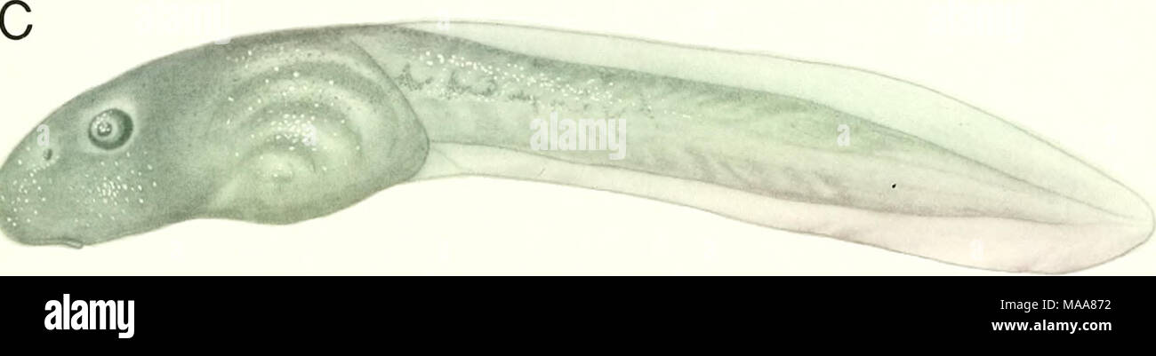 . Ecuadorian frogs of the genus Colostethus (Anura:Dendrobatidae Stock ...