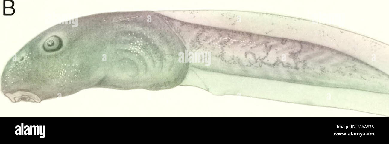 . Ecuadorian frogs of the genus Colostethus (Anura:Dendrobatidae Stock ...