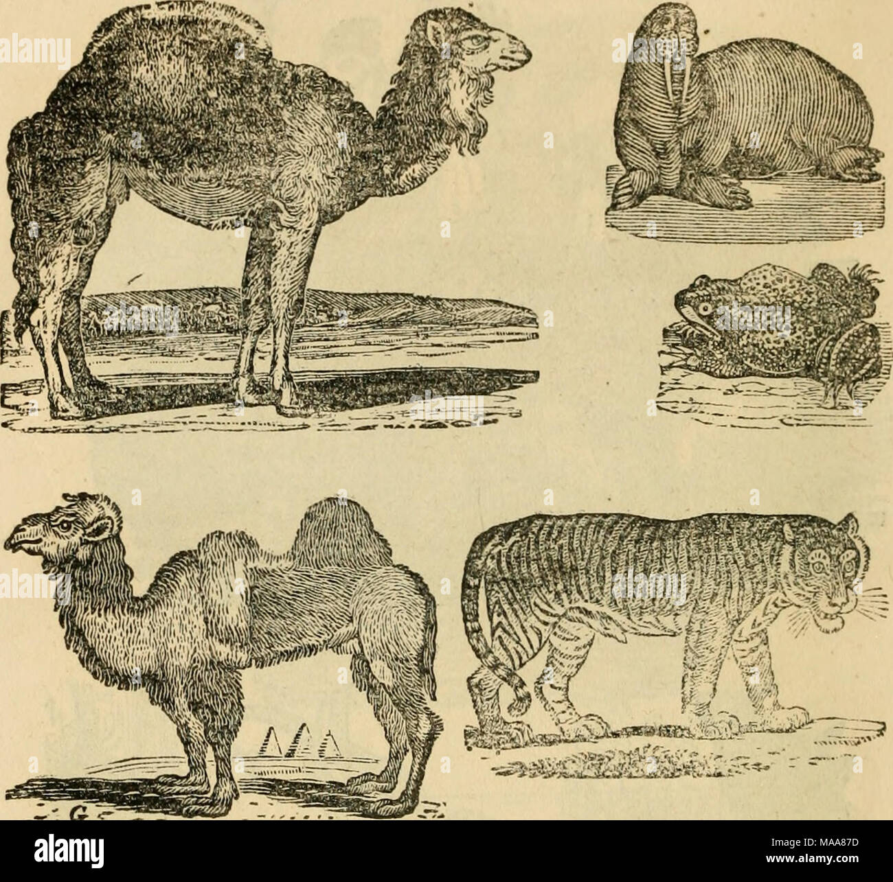 . The educated horse : teaching horses and other animals to obey at ...