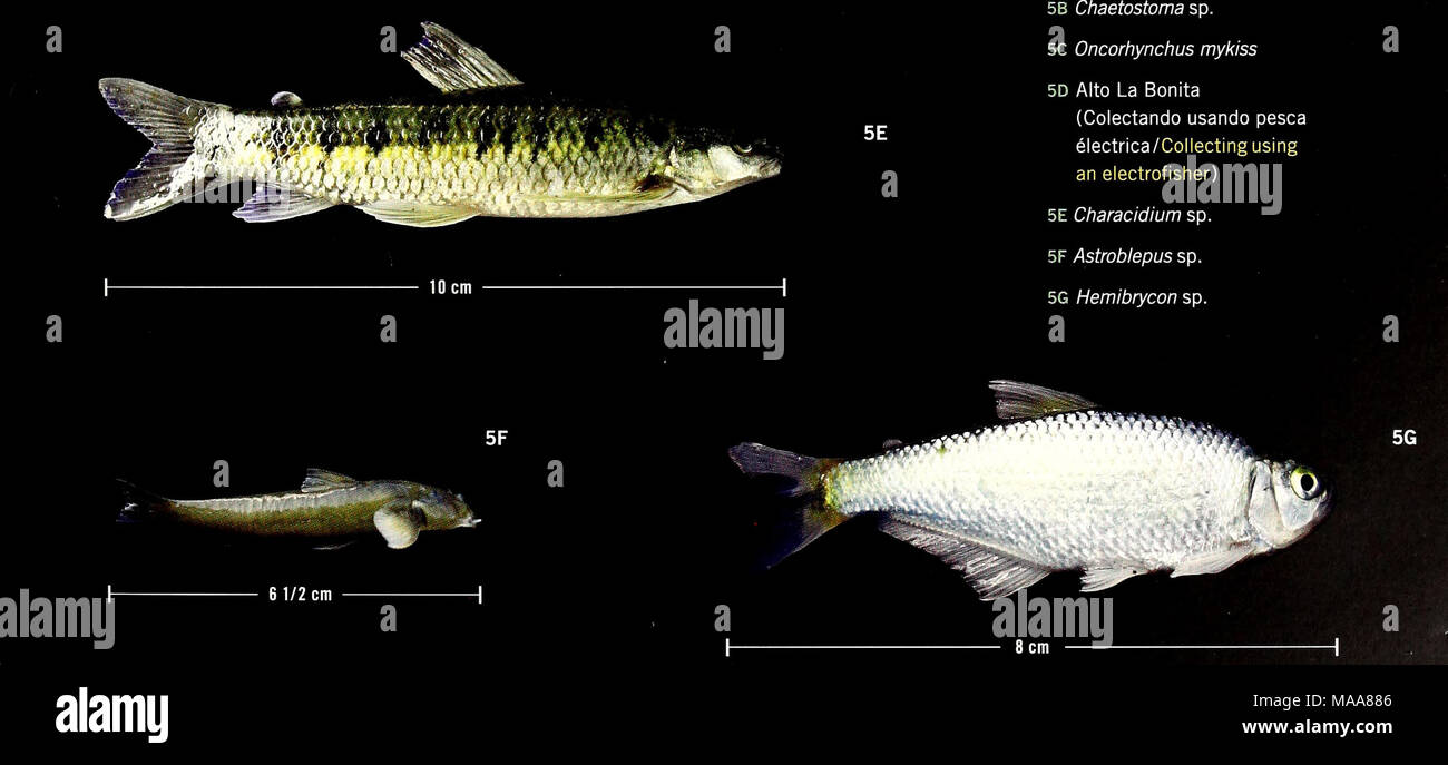 . Ecuador : Cabeceras Cofanes-Chingual Stock Photo - Alamy