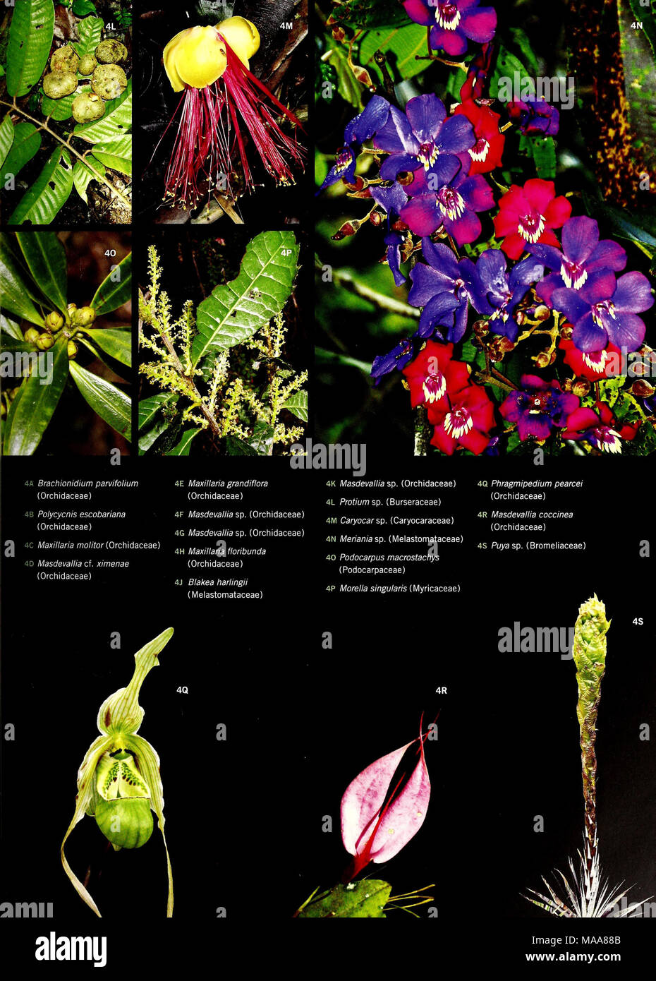 . Ecuador : Cabeceras Cofanes-Chingual Stock Photo - Alamy