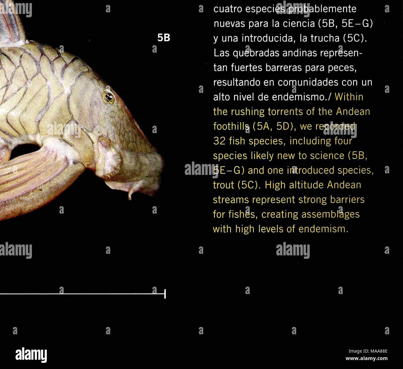 Cofanes hi-res stock photography and images - Alamy