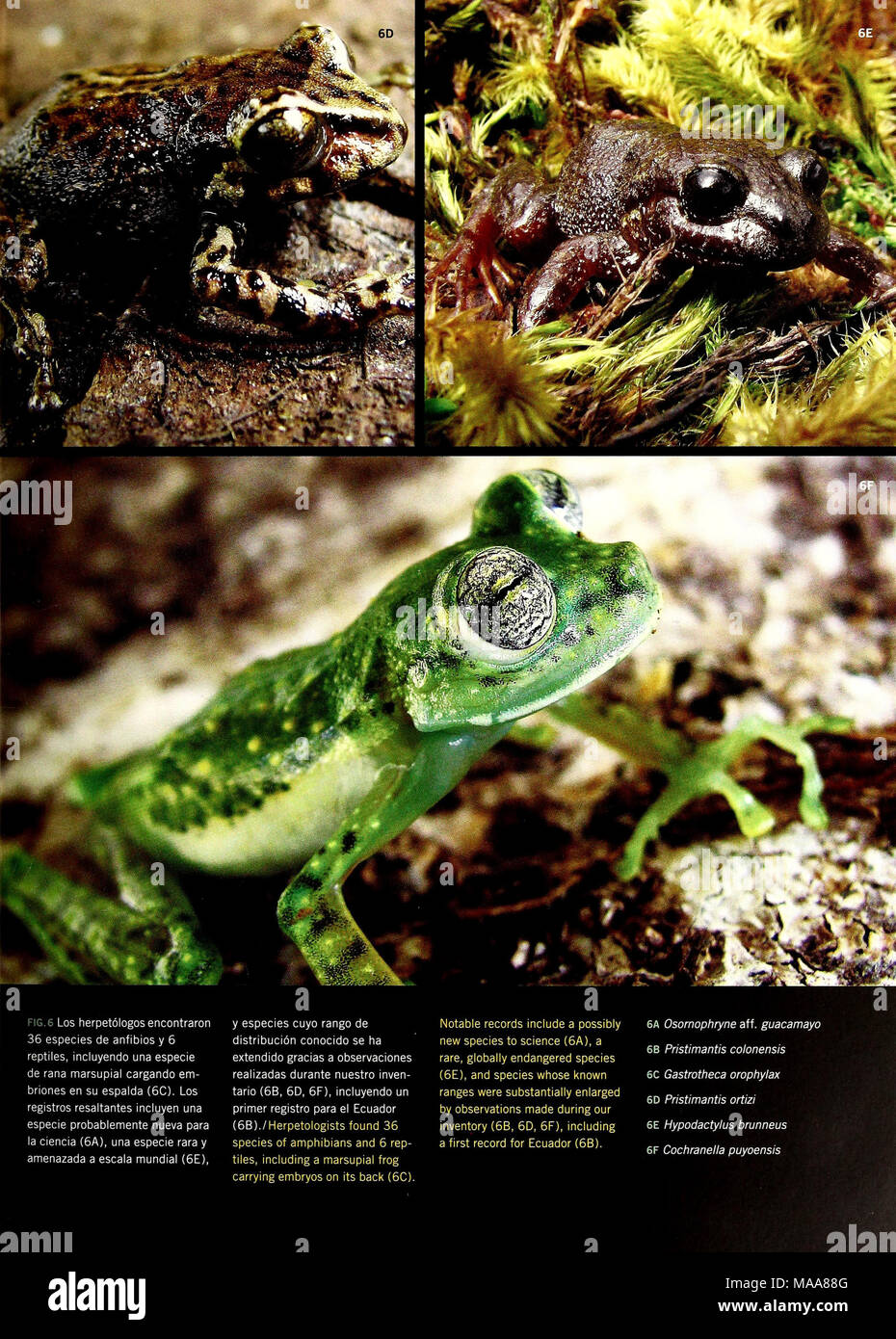 . Ecuador : Cabeceras Cofanes-Chingual Stock Photo - Alamy