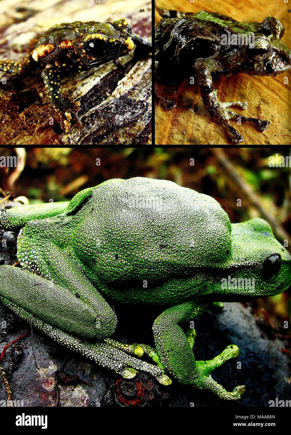 Cofanes hi-res stock photography and images - Alamy