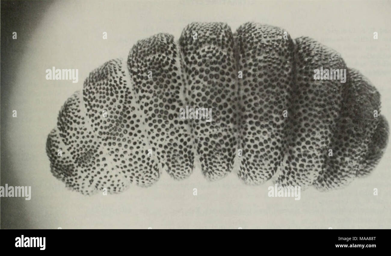 Bot fly larvae hi-res stock photography and images - Alamy